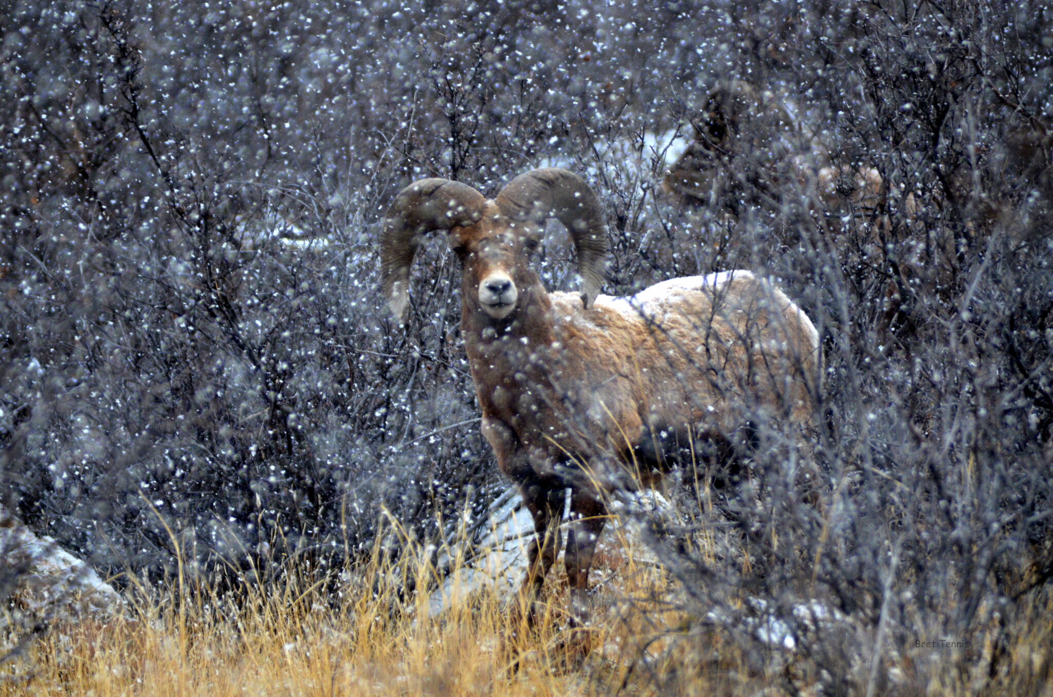 Snowbirds & Snoozers: The Secret Winter Lives of Animals - Garden of ...